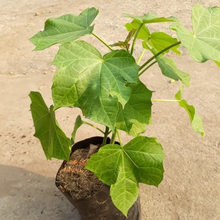 Tanaman Jarak Pagar | Lazada Indonesia