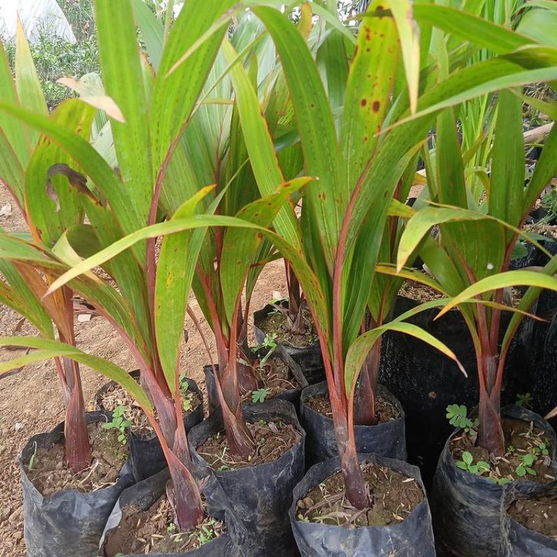 Pohon Palem Merah ( ASLI ) Tanaman Hias Palm Merah Hidup COD | Lazada ...