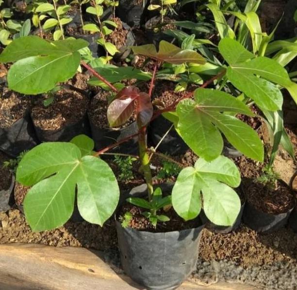 Bibit Pohon Jarak Merah / Jarak Wulung Tanaman Herbal Jarak Merah murah ...