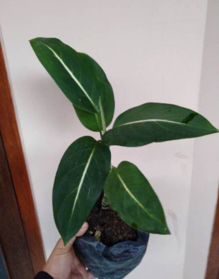 tanaman hias sri rejeki - Diven hijau diffen unik dieffenbachia green ...