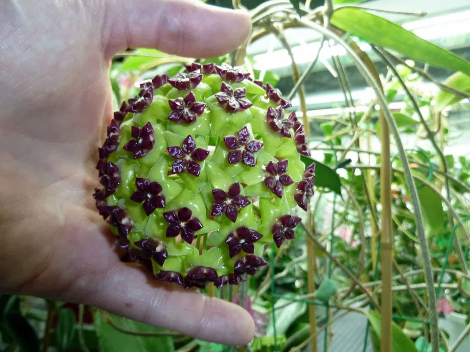 tanaman hoya tanaman gantung merambat bunga hoya cinnamomfolia | Lazada ...