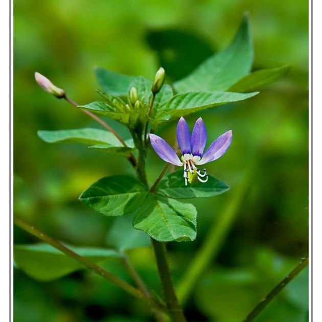 Bibit Benih Tanaman Maman Lanang (Isi 10 Biji) | Lazada Indonesia