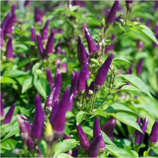 Bayar Di Tempat - bibit CABE UNGU / CABAI UNGU / PURPLE PEPPER - Seed ...