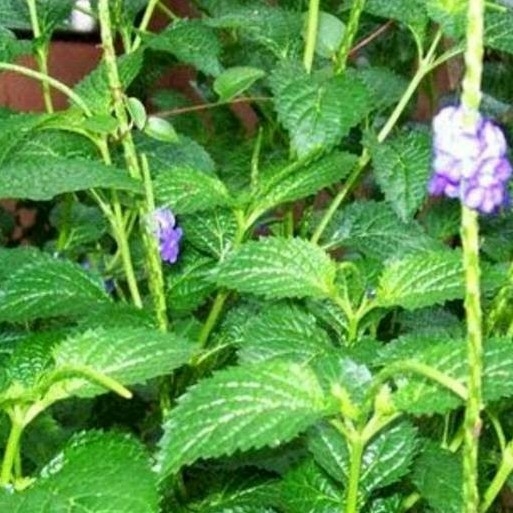 daun pecut kuda herbal organik fresh 1 kg | Lazada Indonesia