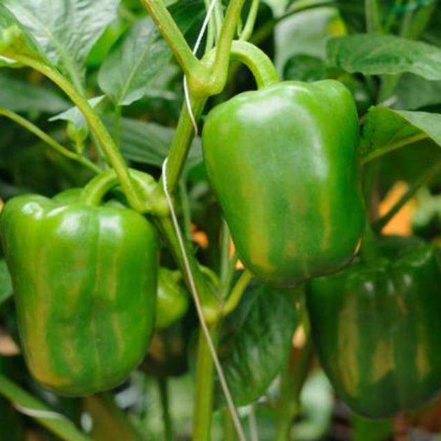 6 benih cabai Paprika hijau Beauty Bell F1 bibit tanaman sayur sayuran ...