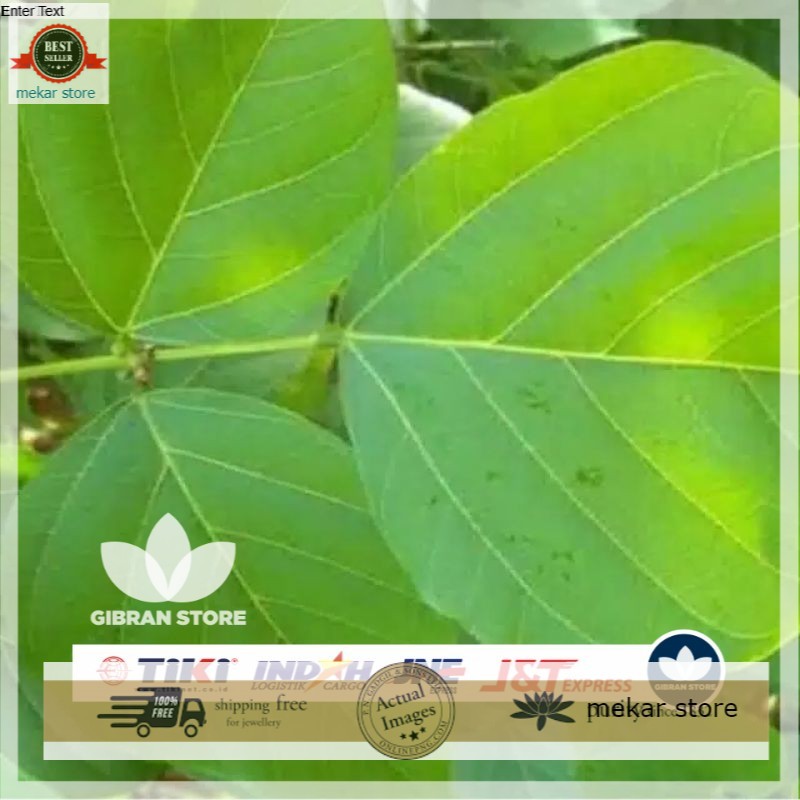 daun dadap serep seger | Lazada Indonesia