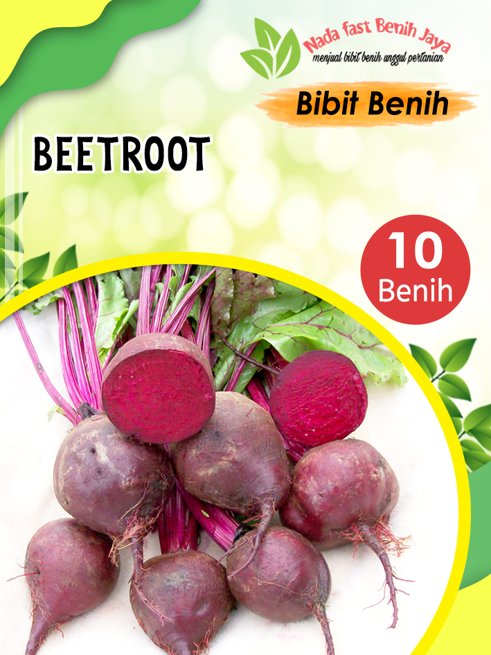 10 biji benih buah bit beed - benih beetroot | Lazada Indonesia