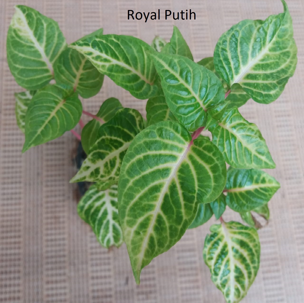 TANAMAN HIAS KROKOT BATANG MERAH DAUN HIJAU KUNING HIJAU LANCIP ...