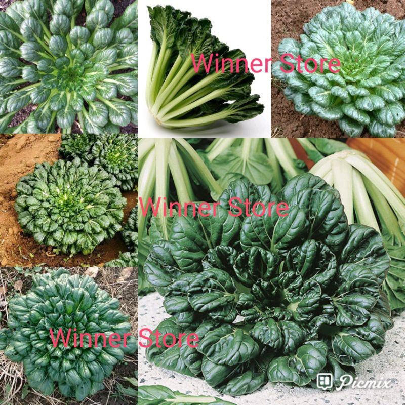 10 tasai wu ta cai brassica rapa sawi pagoda ta ke chai tatsoi chinese ...
