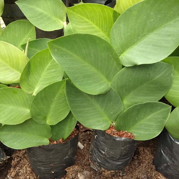 Pohon Dolar rambat daun besar/Bibit Pohon Dolar Daun Besar | Lazada ...