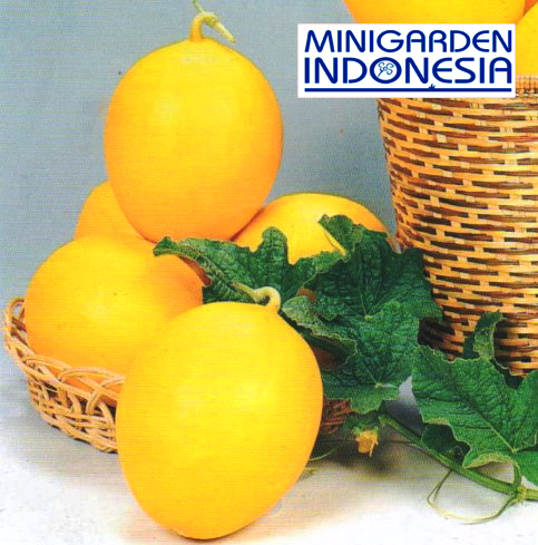3 benih F1 buah Melon Apollo bibit tanaman buah buahan | Lazada Indonesia
