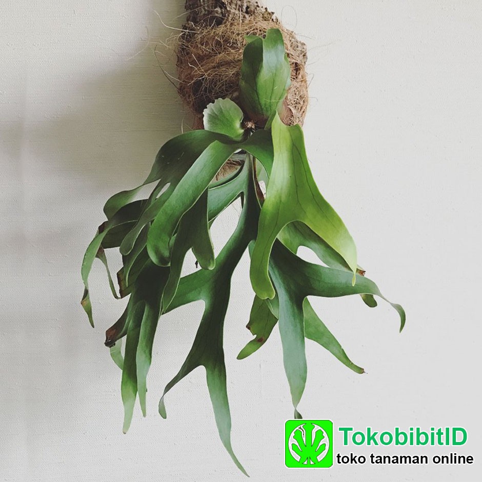 Tanaman Hias Simbar Menjangan ( tanduk rusa ) | Lazada Indonesia