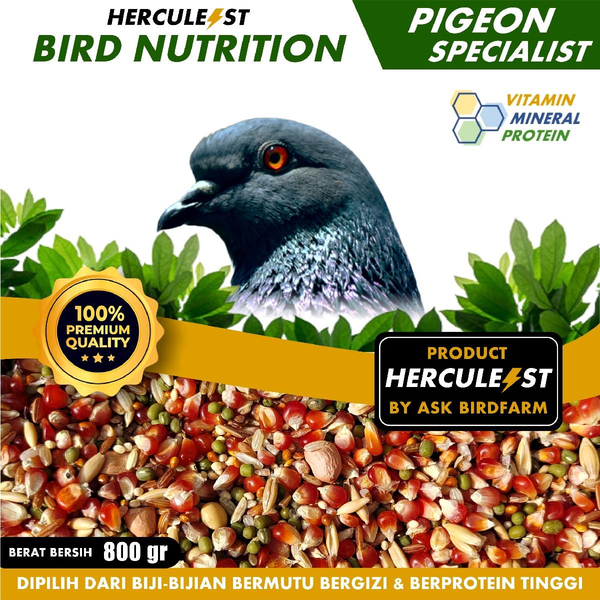 Pakan player merpati lomba herculest | Lazada Indonesia