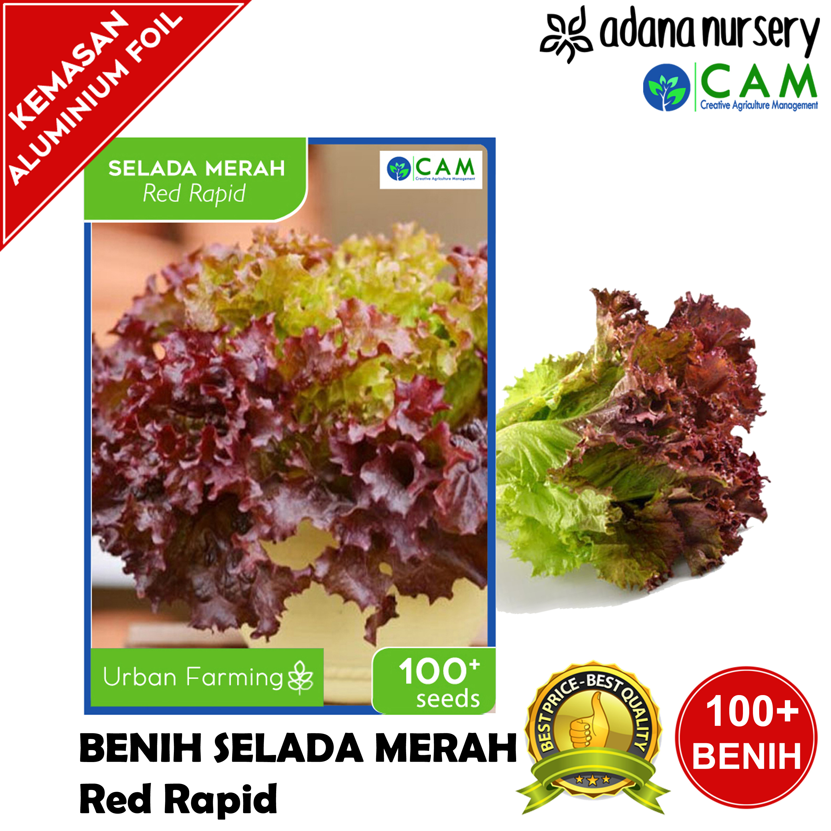 Benih / Biji Selada Merah Red Rapid Repack - Berkualitas - 100+ Seeds ...