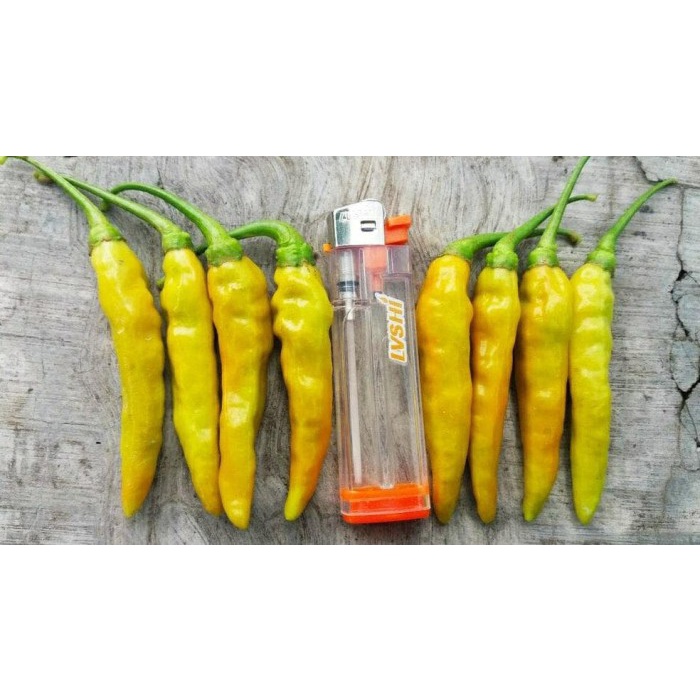 isi paket: 8 Bibit Cabe Rawit VIRAL Buah Super Besar Benih Sayuran ...