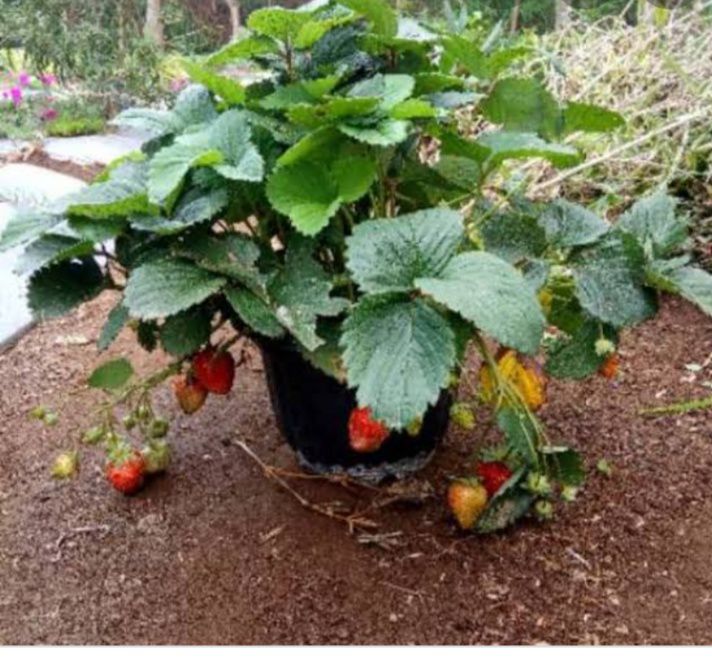 2 pohon stroberi jumbo sudah berbuah dan berbunga | Lazada Indonesia