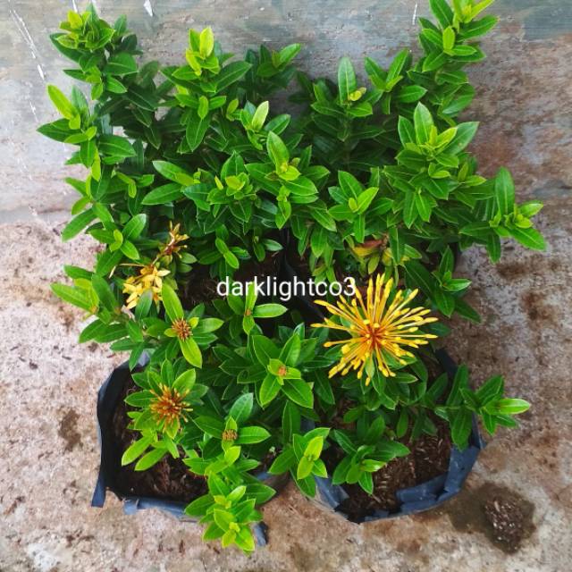 Tanaman Hias Bunga Asoka Kuning - Bunga Soka Kuning | Lazada Indonesia