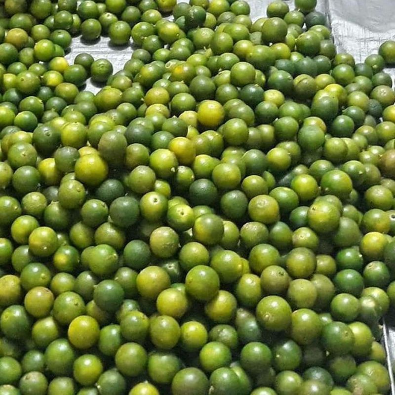 Jeruk Sonkit / Songkit, Jeruk Kasturi, Lemon Cui, Jeruk Kunci, Jeruk ...