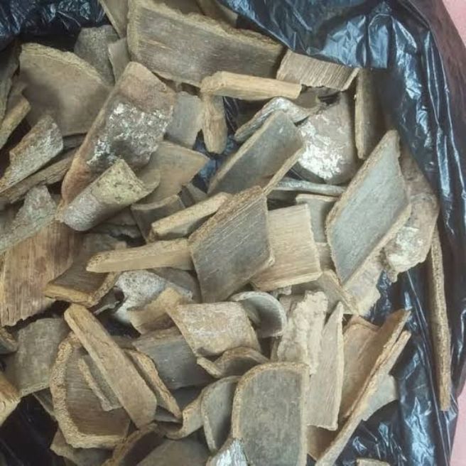 kulit kayu mesoyi / masoi (Cryptocarya massoia (Oken) Kosterm.) kering ...