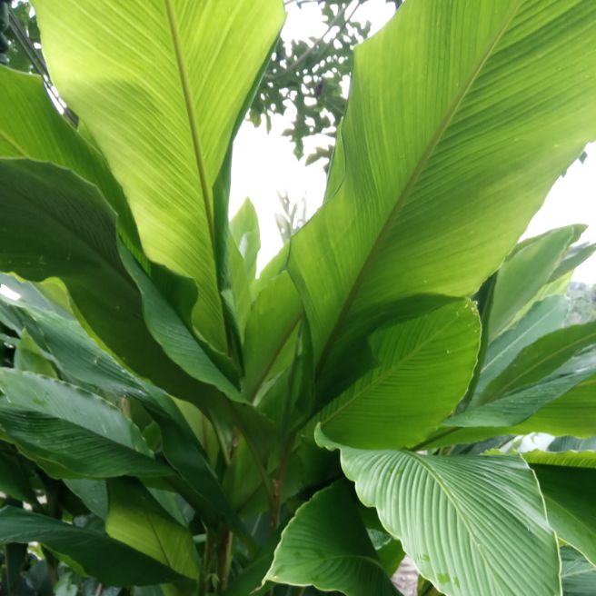 Jual daun renggak wresah segar paket 500gram | Lazada Indonesia