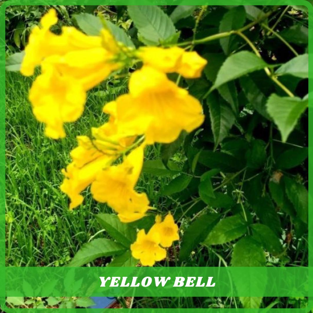 tanaman hias yellow bell/trumpet flower tecomaria. bunga tekomaria ...
