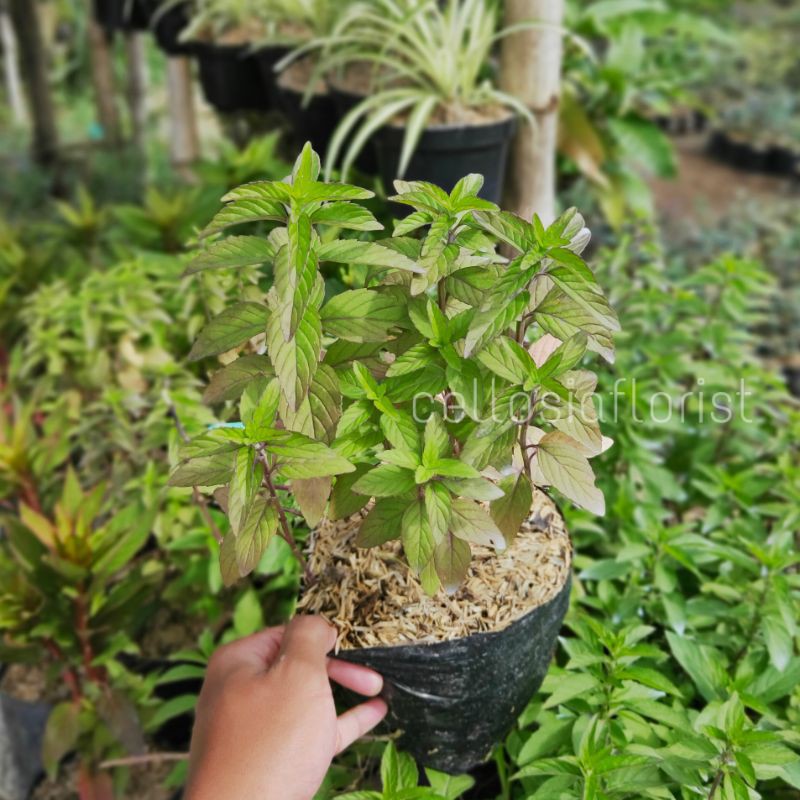 Tanaman Herbal Rempah Daun Spear Mint / Menthol Mint | Lazada Indonesia
