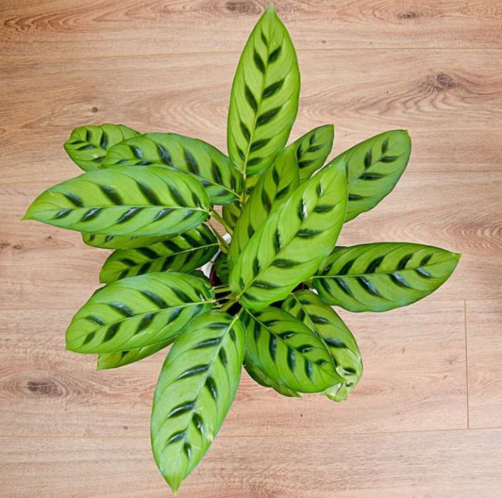 tanaman hias indoor chalatea leopardina kalatea maranta calathea ...
