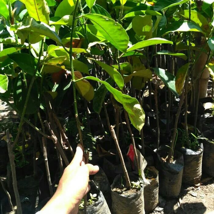 paket 10 bibit tanaman hidup buah cempedak | Lazada Indonesia