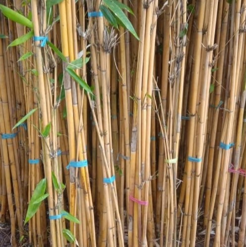 bambu kuning - pohon bambu kuning - tanaman pagar bambu kuning | Lazada ...