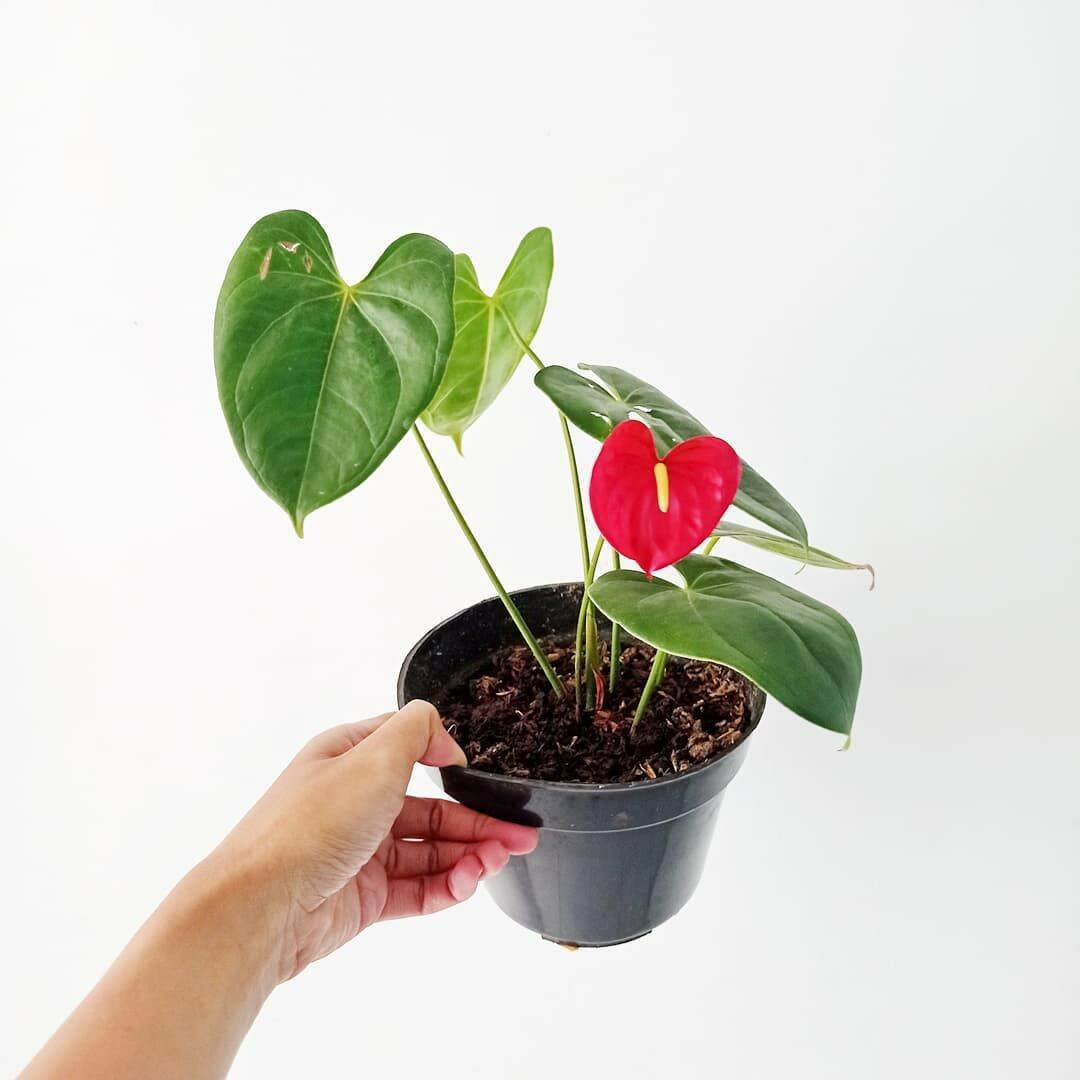 Tanaman Hias Anthurium Mini Bunga Merah | Lazada Indonesia
