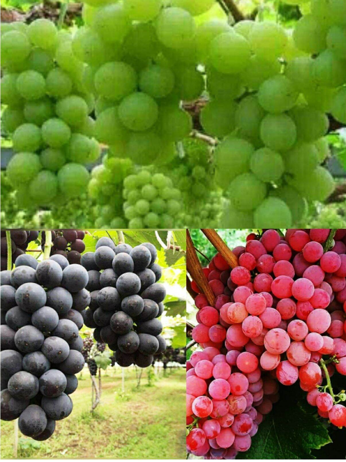 paket isi 3 bibit anggur merah. hijau. hitam. super | Lazada Indonesia