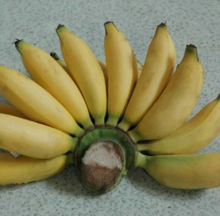 Pisang Muli Segar 1 Kg |Selain Enak, Pisang Muli Juga Banyak Manfaat ...