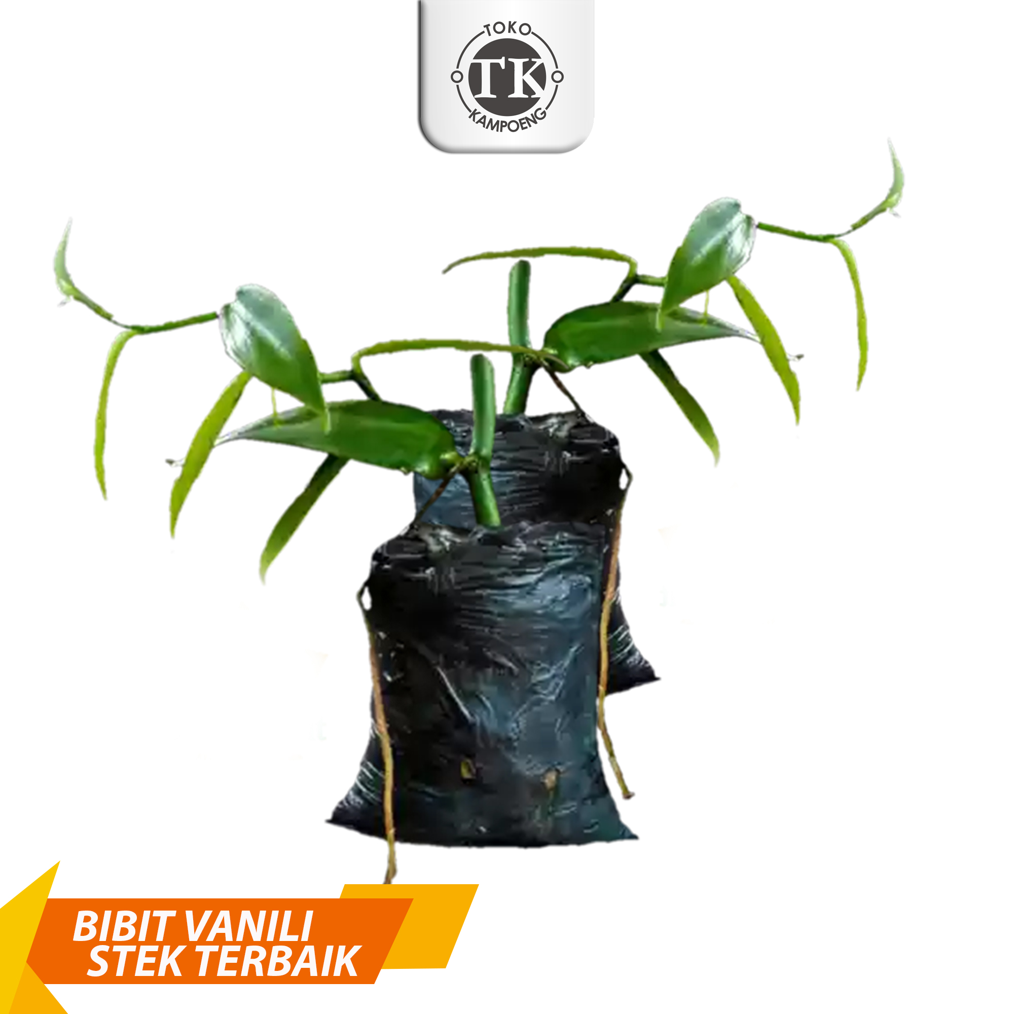 Bibit stek vanili 20-30cm - tanaman anggrek panili pohon vanilla wangi ...