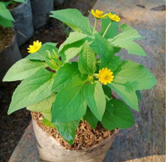 Tanaman hias bunga matahari kecil/ colgate | Lazada Indonesia