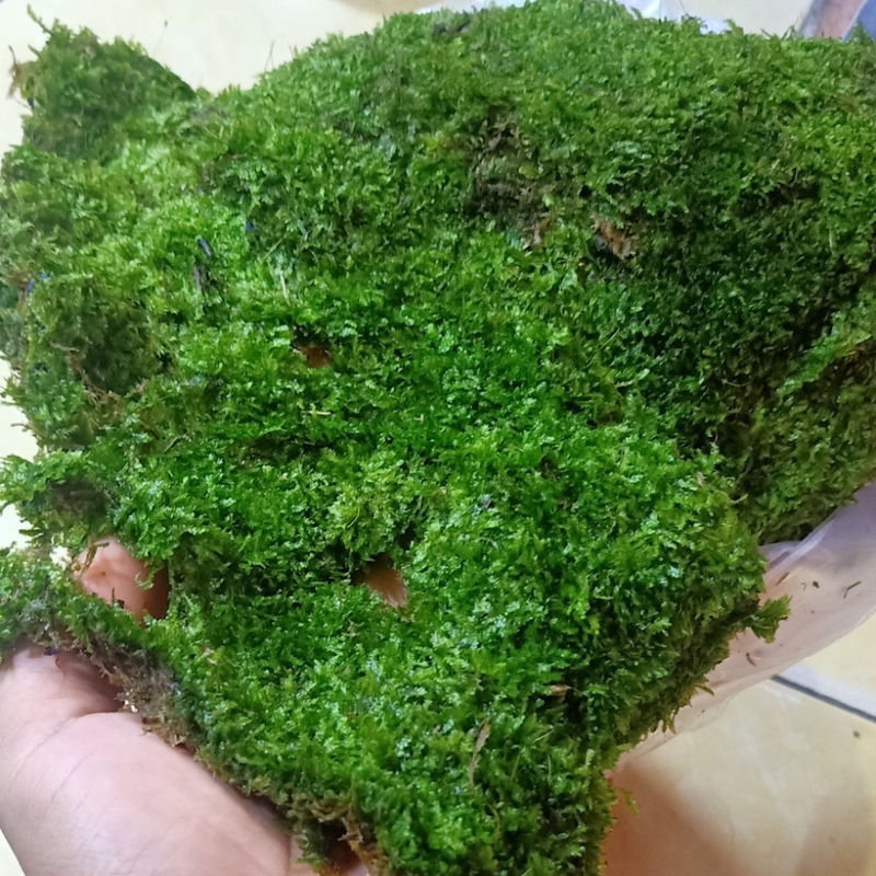 MOSS WEEPING CLUMP UKURAN 18X11 CM | WIPING MOSS CLUMP AQUASCAPE ...