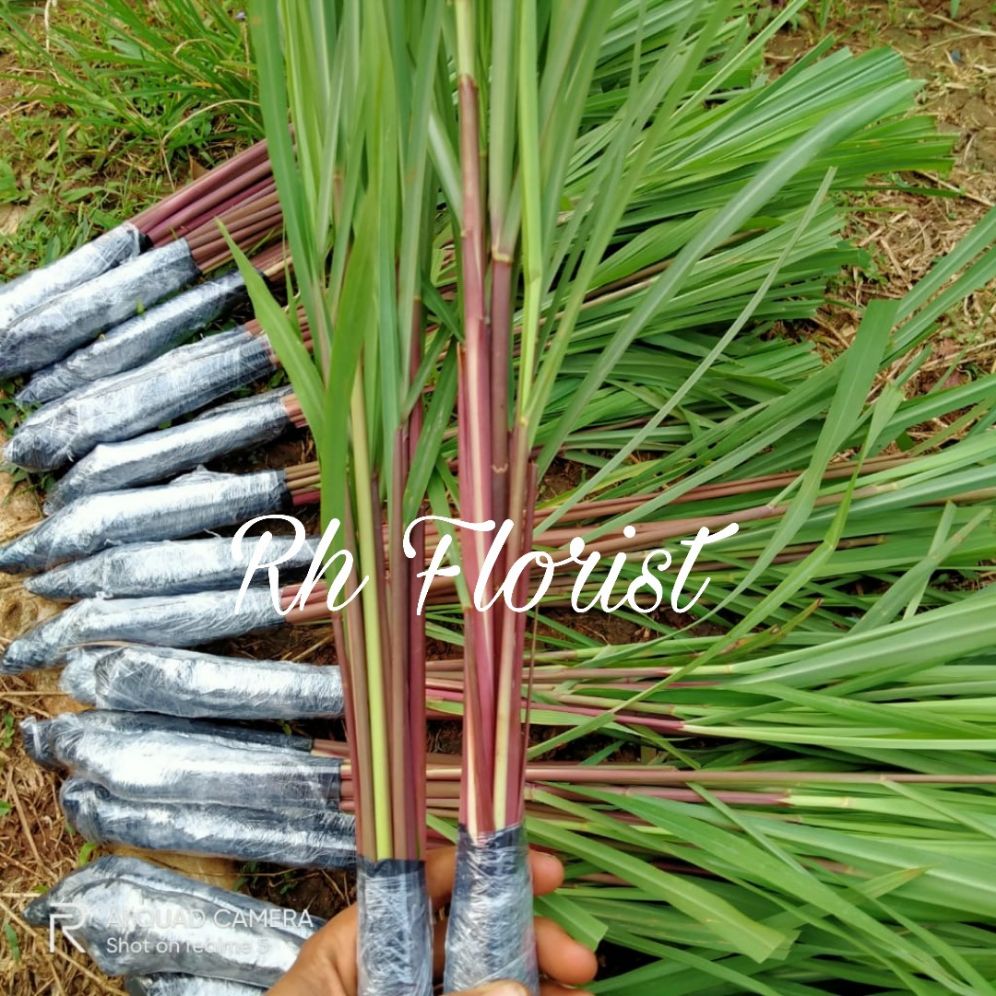 Tanaman herbal sereh wangi/ serai merah obat | Lazada Indonesia