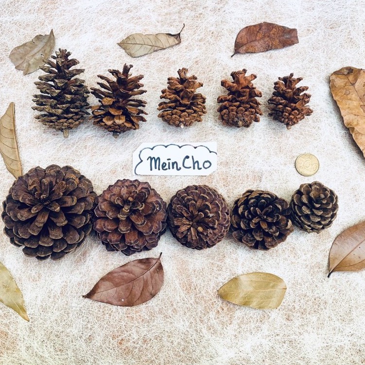 Bunga Pinus Kering Buah Pinus Bunga Pinus Buah CEMARA Dried Pine Cone ...