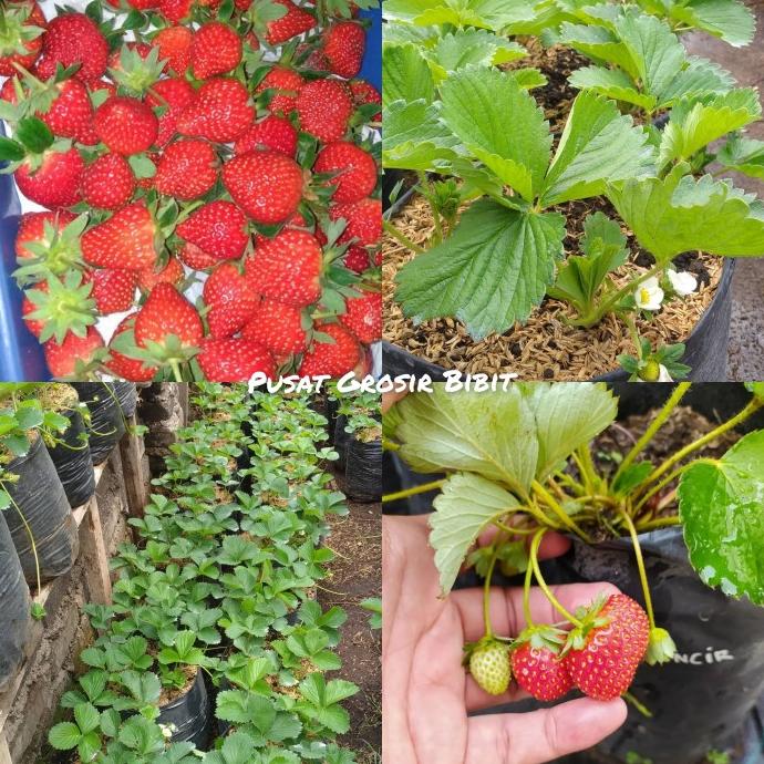 Bibit pohon strawberry red giant australia jumbo / tanaman buah jumbo ...