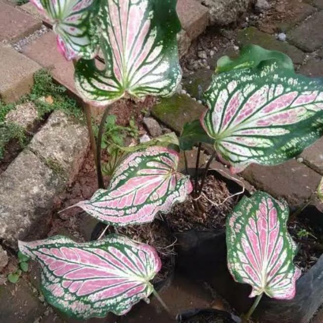 pohon keladi wayang pohon hias keladi wayang tanaman pohon keladi ...