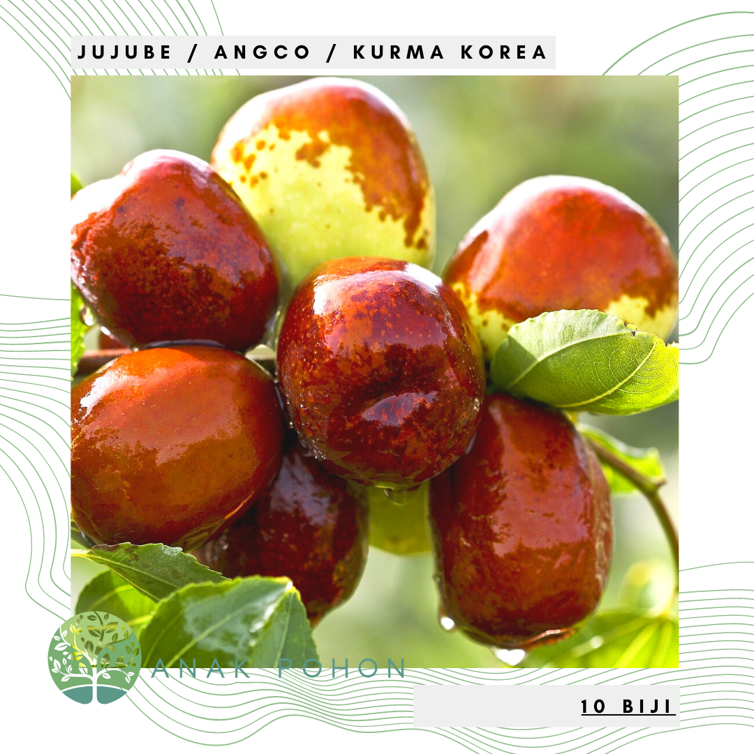 (10 Biji) Benih Bibit Biji - Buah Jujube Angco Kurma Korea Kurma China ...