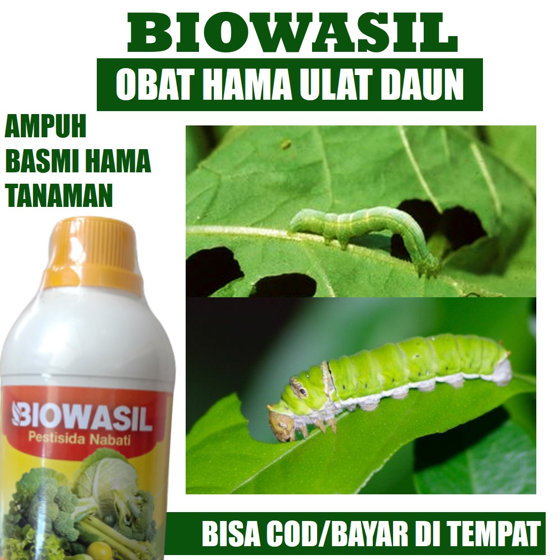 PESTISIDA ORGANIK INSEKTISIDA BIOWASIL - BASMI TUNTAS ULAT BUAH DAN ...