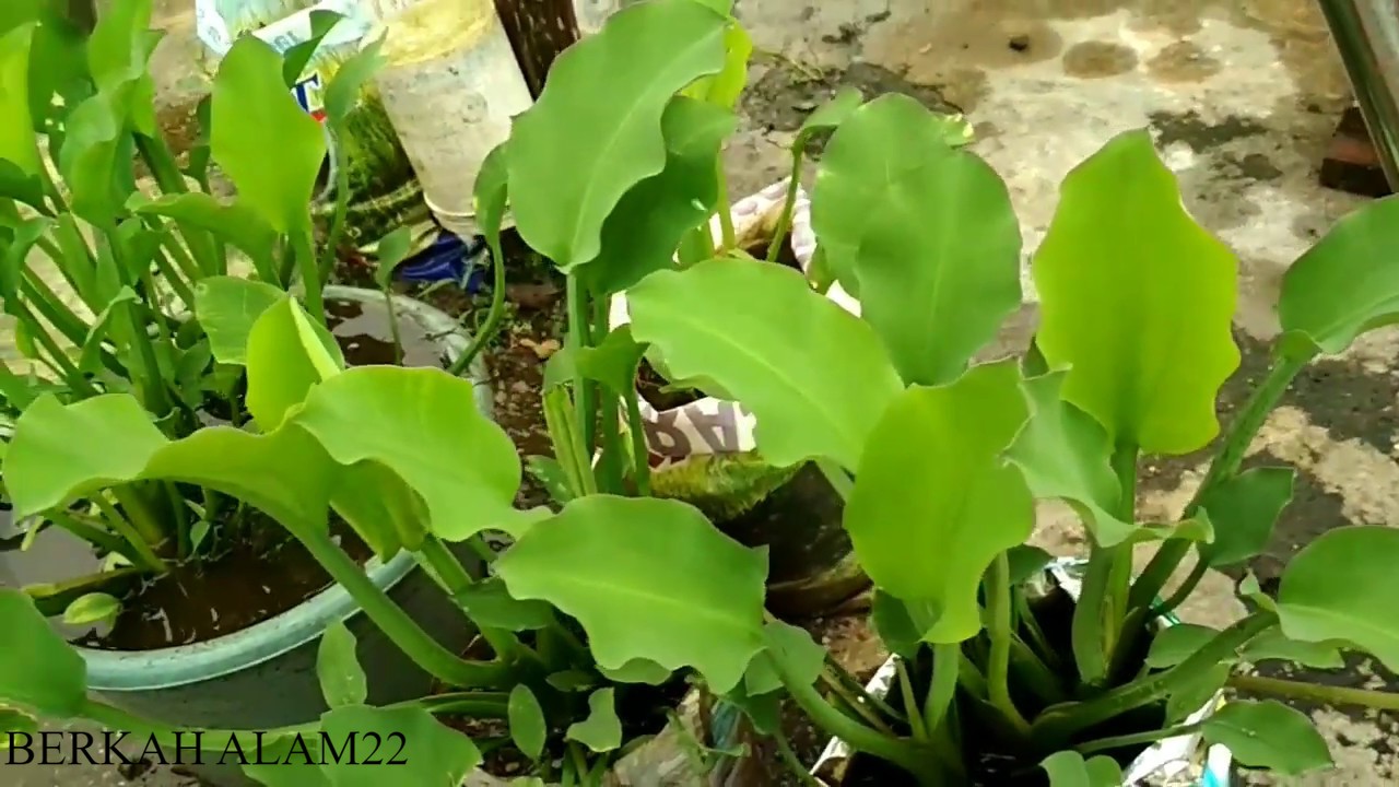 Tanaman Genjer Sawah | Tanaman Genjer Sayur | Tanaman genjer Sawah ...