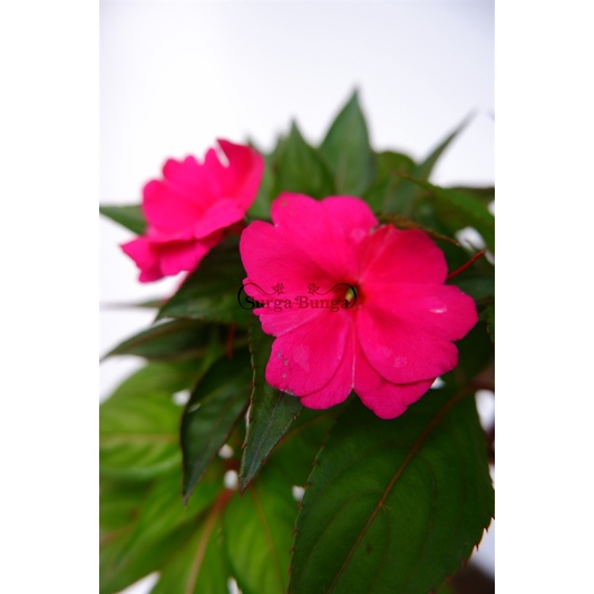 Tanaman Bunga Pacar Air - Pacar Hawai Warna Impatiens pohon hidup ...