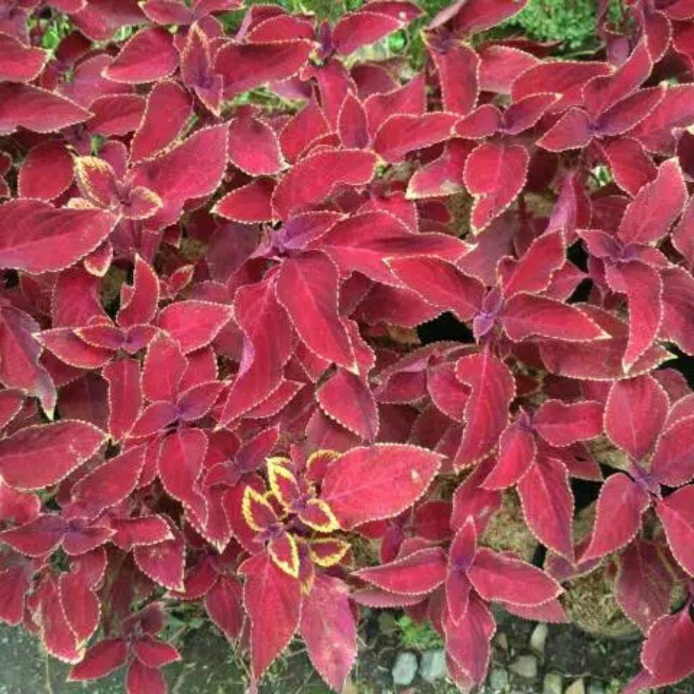 tanaman hias miana merah | Lazada Indonesia