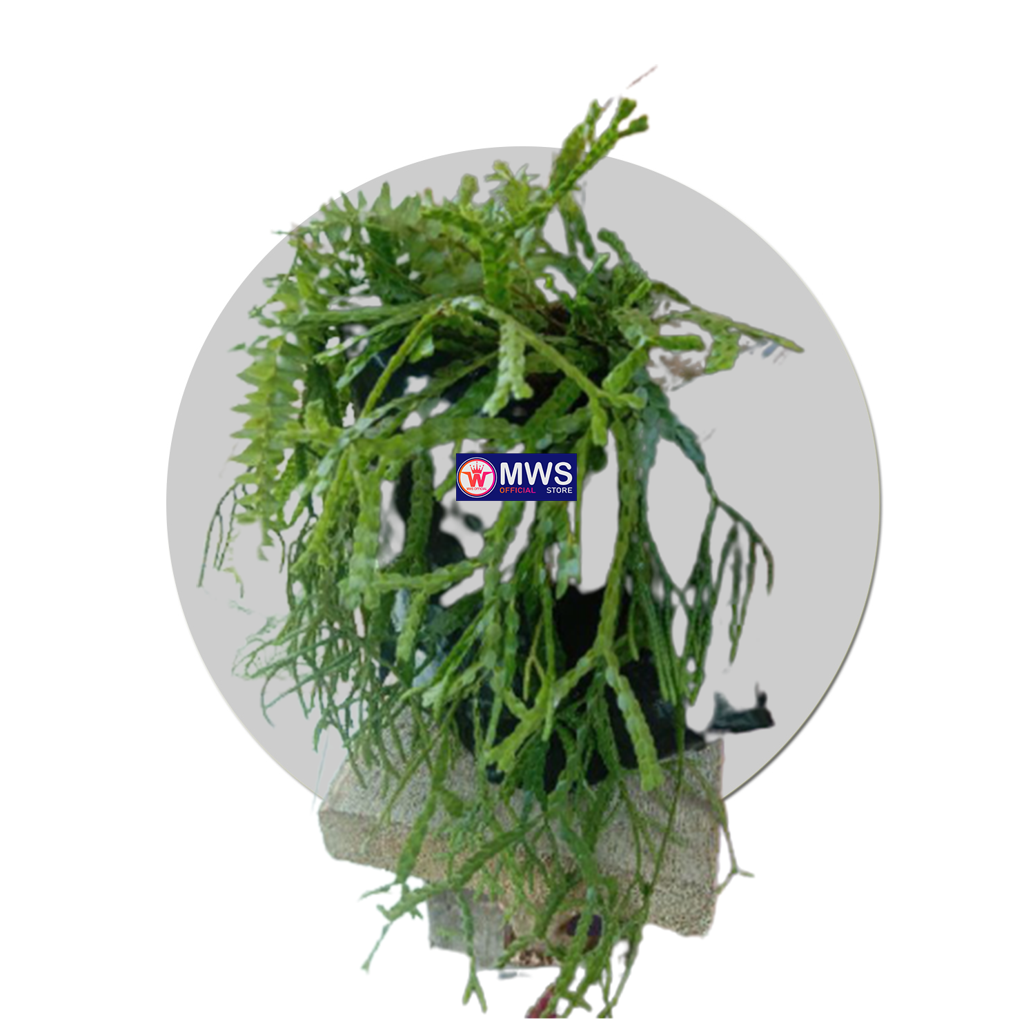 Huperzia Lycopodium nummulariifolia KUMPAI SISIK MWS | Lazada Indonesia