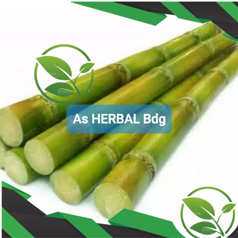 Ready batang tebu hijau segar 1 kg | Lazada Indonesia