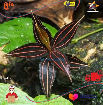 ki aksara Ludisia discolor serat merah tanaman anggrek langka I YLSTORE ...