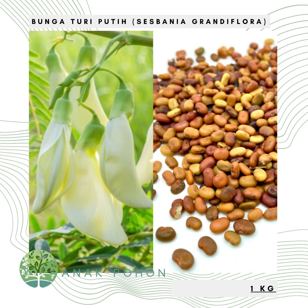 (1 KG) Benih Bibit Biji - Bunga Kembang Turi Putih (Sesbania ...