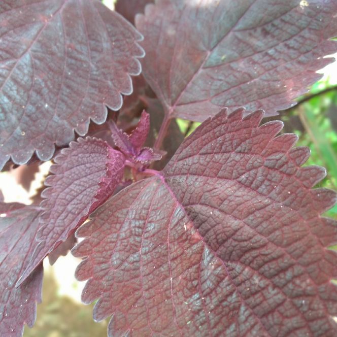 daun jawer kotok segar daun iler 250grm | Lazada Indonesia