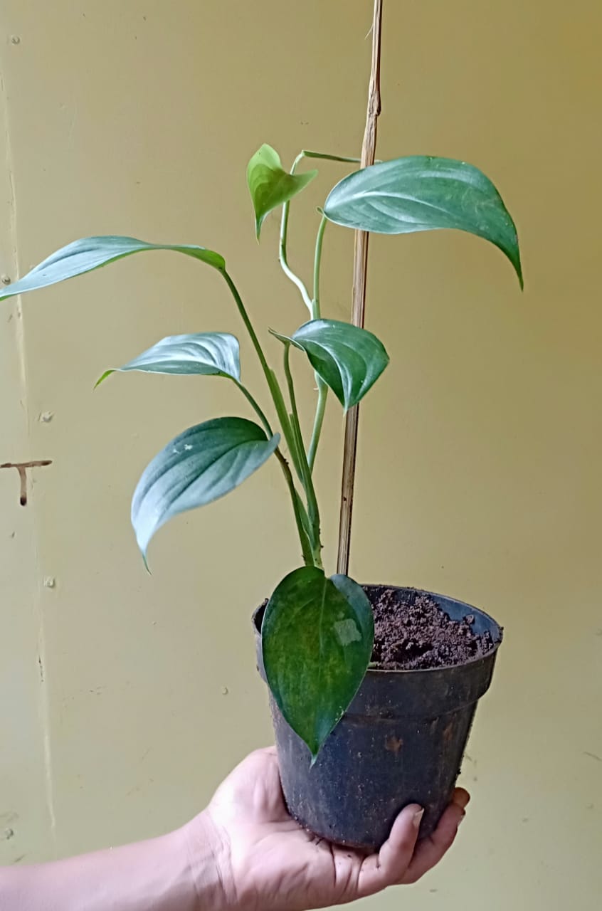 scindapsus perakensis | Lazada Indonesia